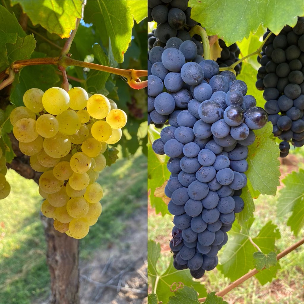 Vintage Updates Australian Society Of Viticulture And Oenology